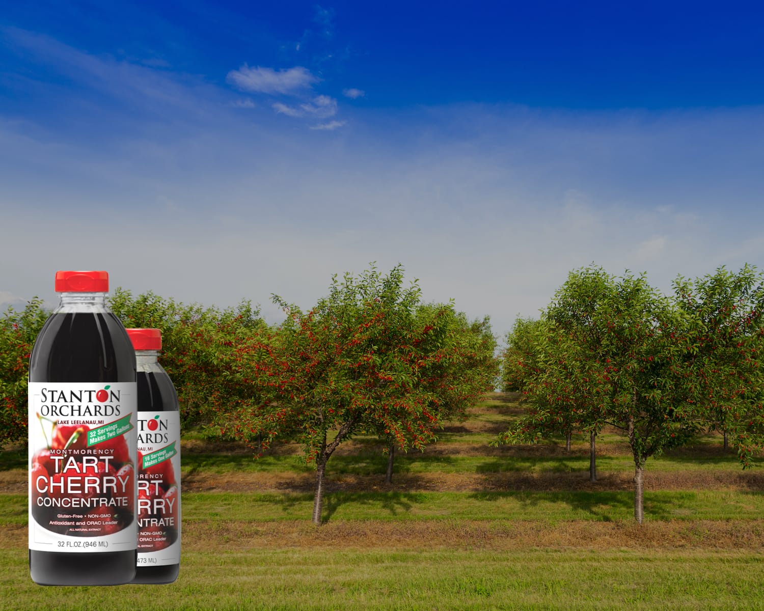 Stanton Orchards Tart Cherry Concentrate for Sleep, Recovery, Pain