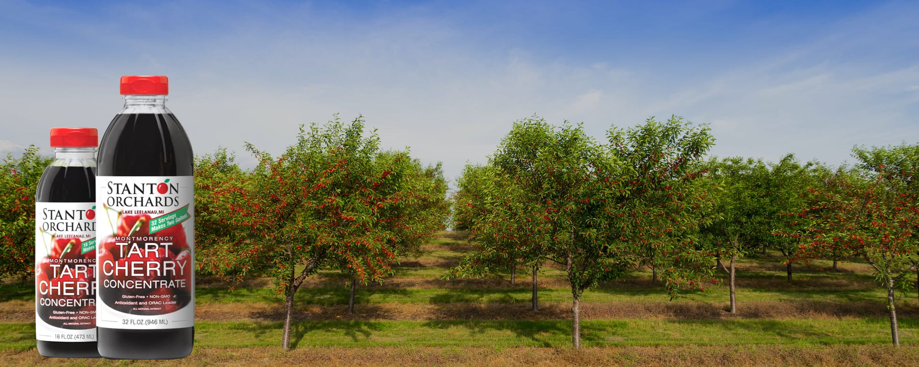 Stanton Orchards Tart Cherry Concentrate for Sleep, Recovery, Pain